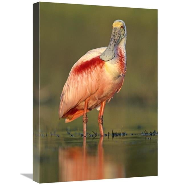 16 x 24 in. Roseate Spoonbill Wading, North America Art Print - Tim ...