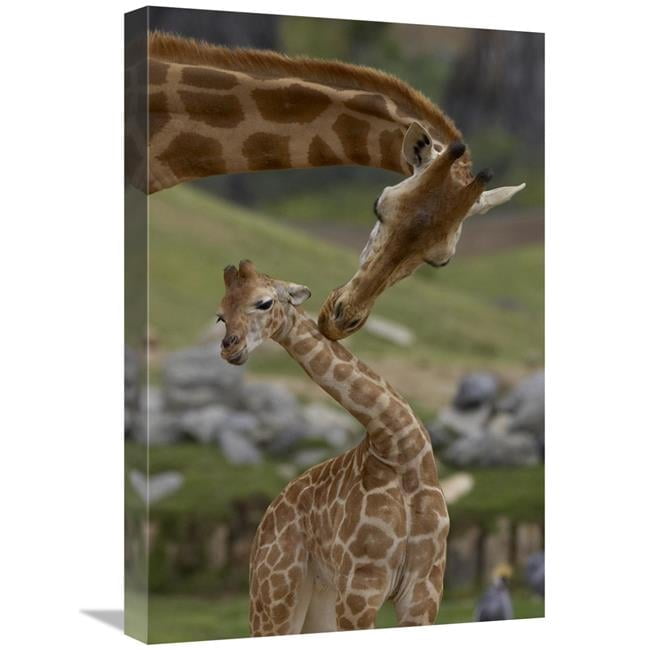 16 x 24 in. Rothschild Giraffe Mother Nuzzling Calf, Native to Africa ...