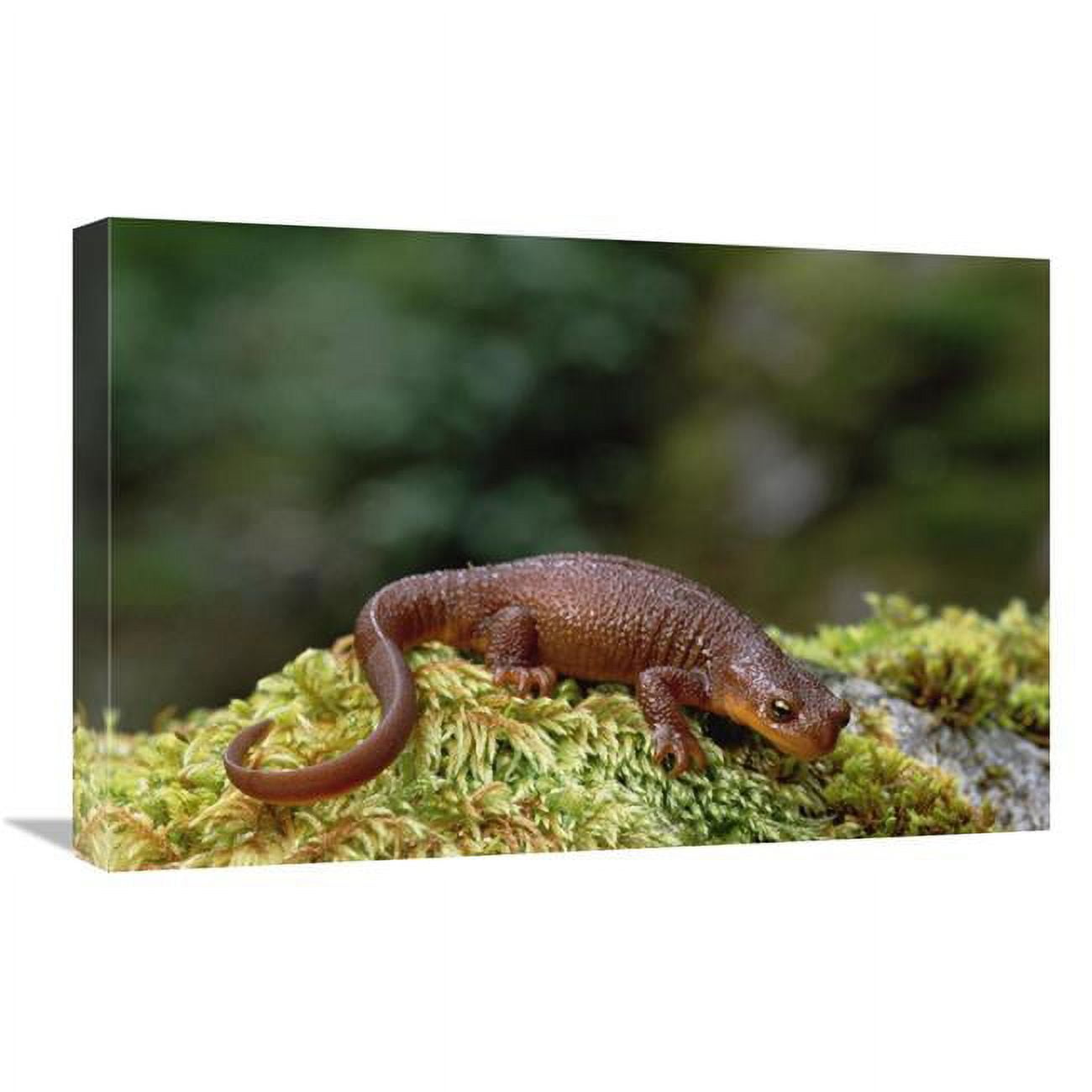 16 x 24 in. Rough-Skinned Newt Portrait, Siskiyou National Forest ...