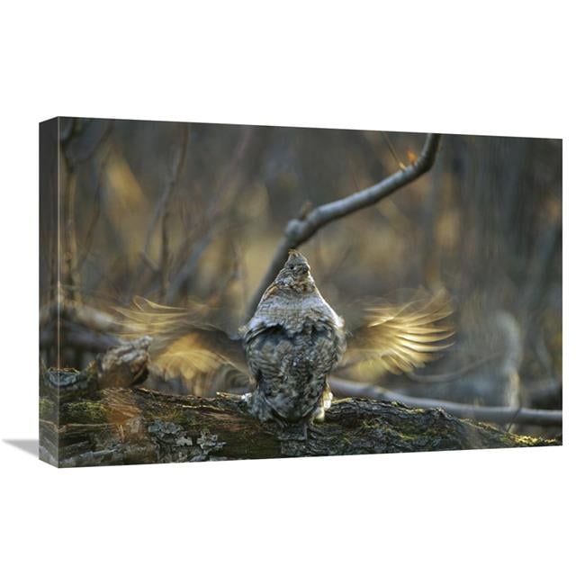 16 x 24 in. Ruffed Grouse Male Drumming During Courtship, North America ...