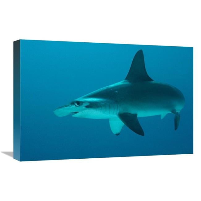 16 x 24 in. Scalloped Hammerhead Shark Portrait, Cocos Island, Costa ...