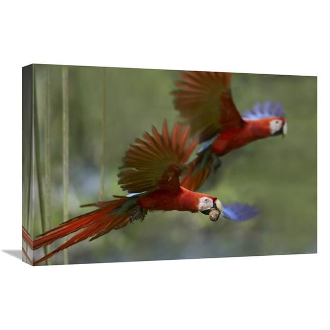 16 x 24 in. Scarlet Macaw Pair Flying with Palm Fruit, Costa Rica Art ...