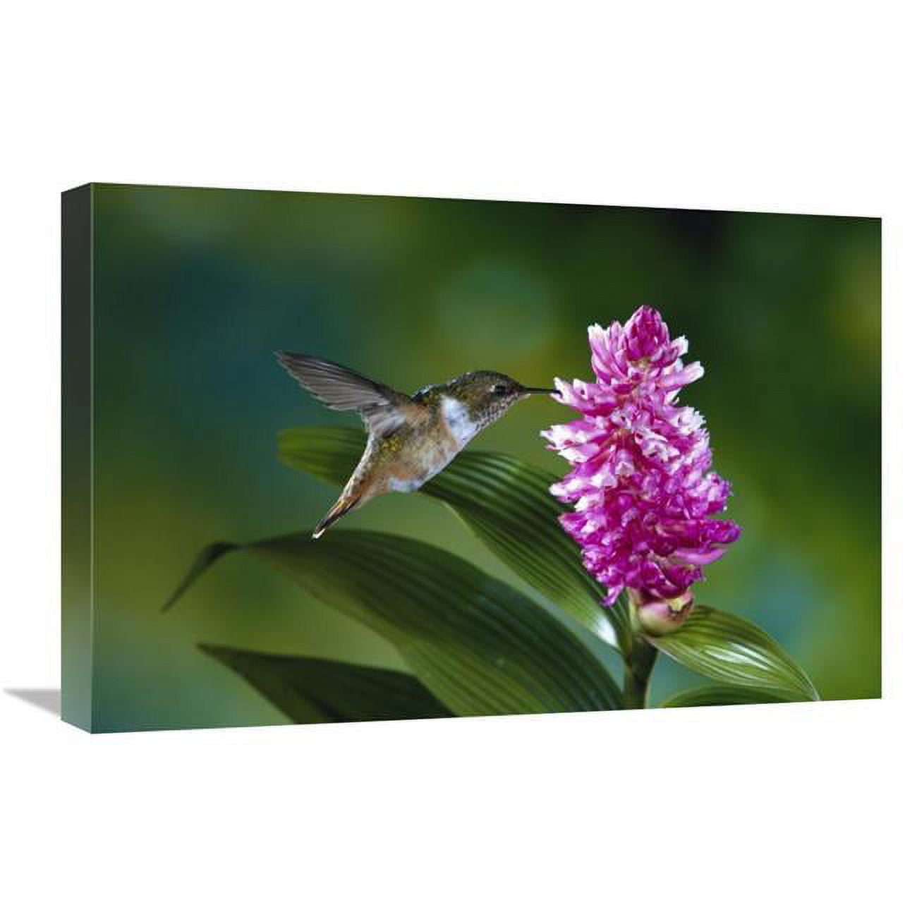 16 x 24 in. Scintillant Hummingbird Feeding at & Pollinating Flowers of ...