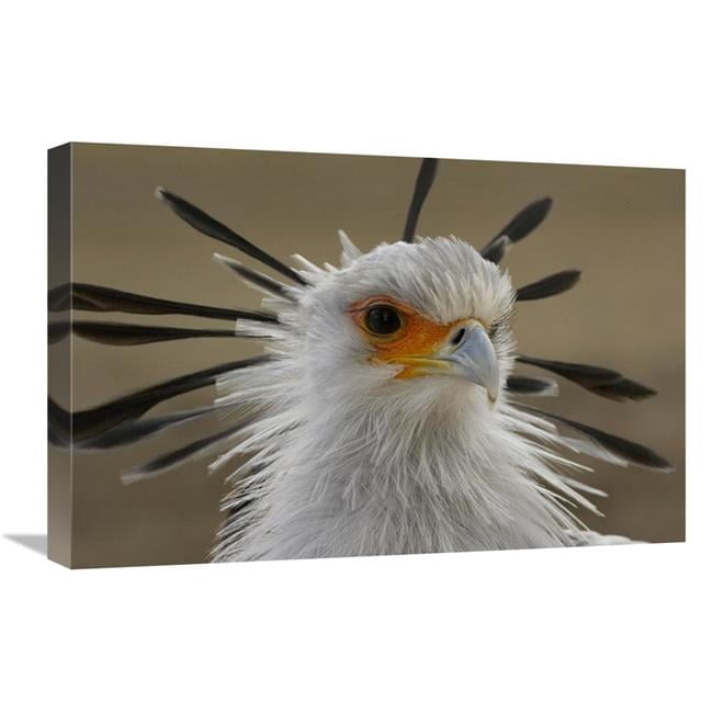 16 x 24 in. Secretary Bird Portrait, Native to Africa Art Print - San ...
