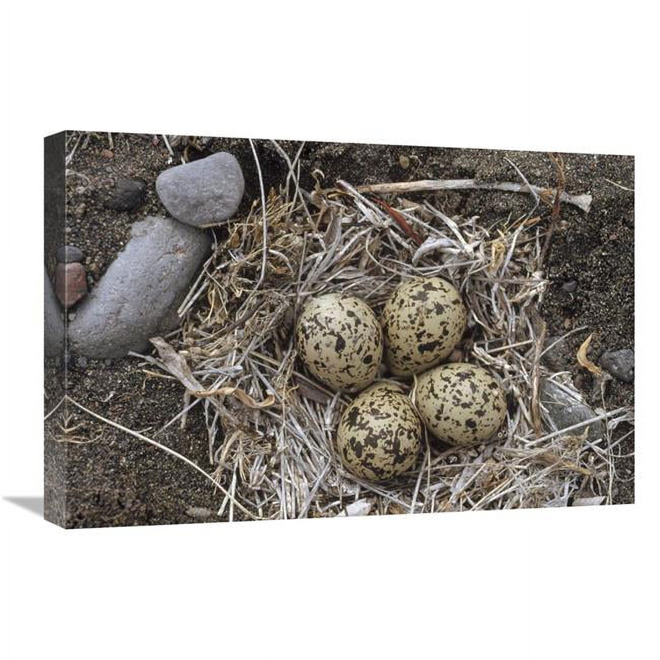 16 x 24 in. Semipalmated Plover Eggs in Nest, Alaska Art Print ...