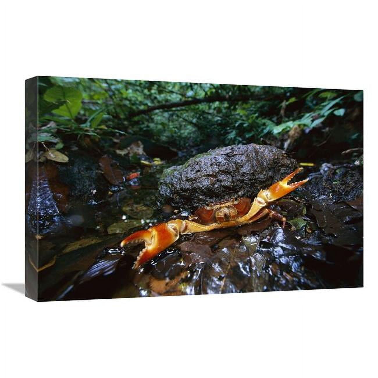 16 x 24 in. Short-Tailed Crab in Defensive Posture, Barro Colorado ...