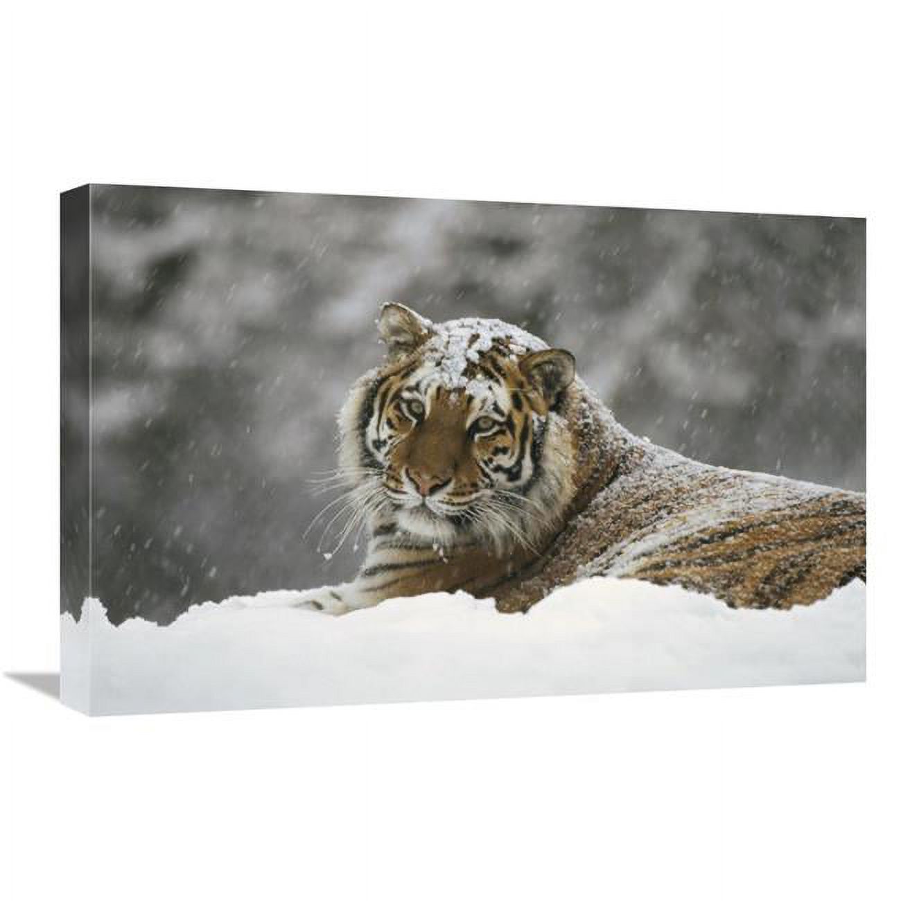 16 x 24 in. Siberian Tiger Portrait in Snow Storm, Siberian Tiger Park ...
