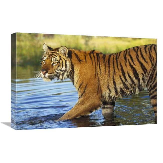 16 x 24 in. Siberian Tiger Walking Through A Shallow River, Asia Art ...