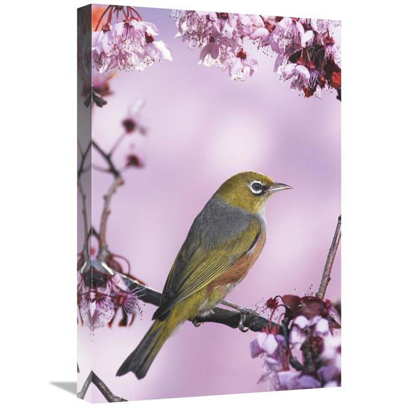 16 x 24 in. Silvereye on Cherry Blossom in Spring, Christchurch, New ...
