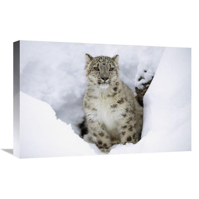 16 x 24 in. Snow Leopard Adult Portrait in Snow, Native to Asia Art ...