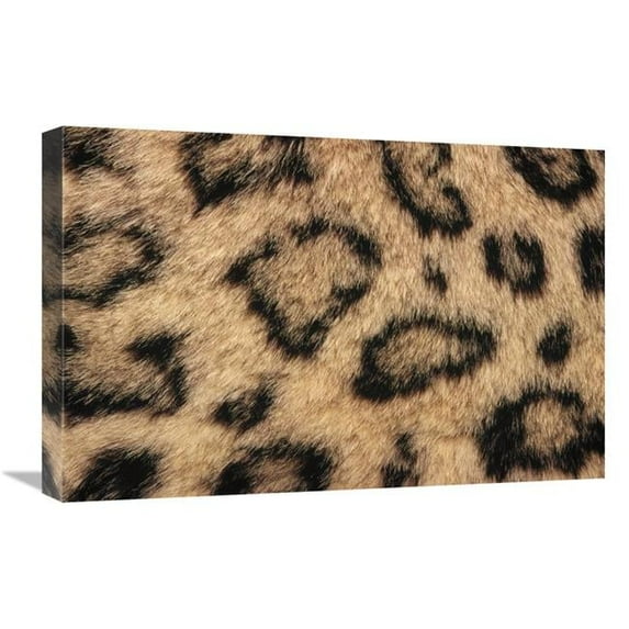 16 x 24 in. Snow Leopard Skin Showing Spotted Pattern, Native to Asia ...