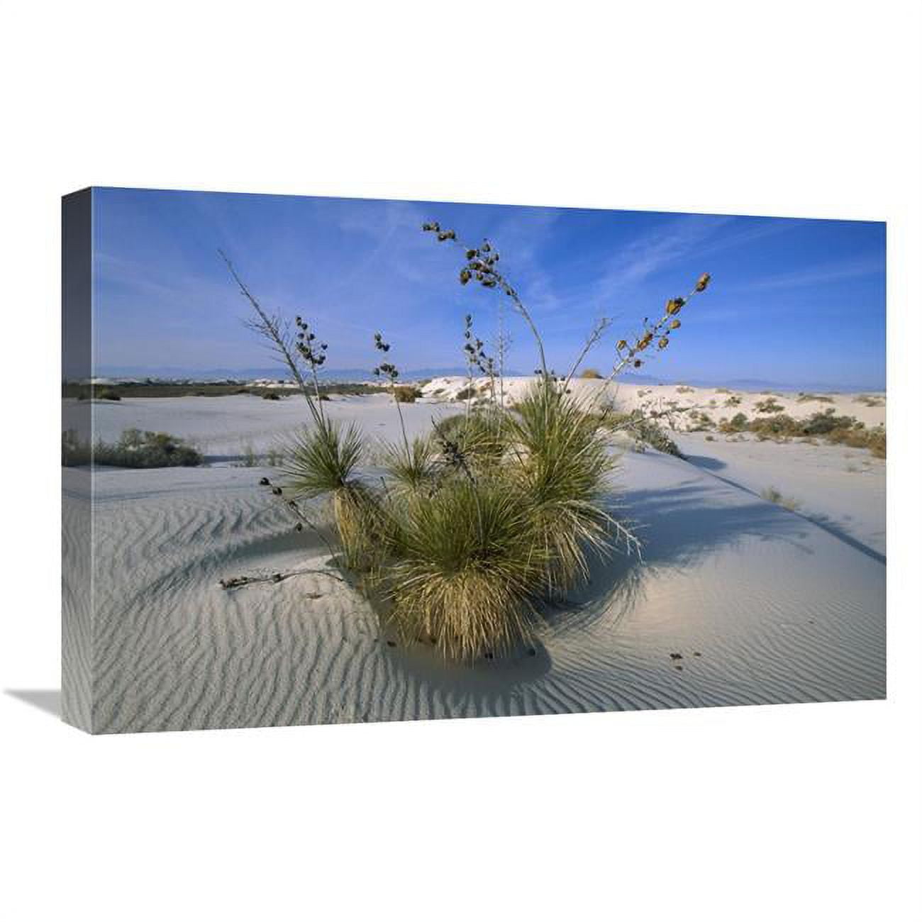 16 x 24 in. Soaptree Yucca in Gypsum Dunes, White Sands National ...