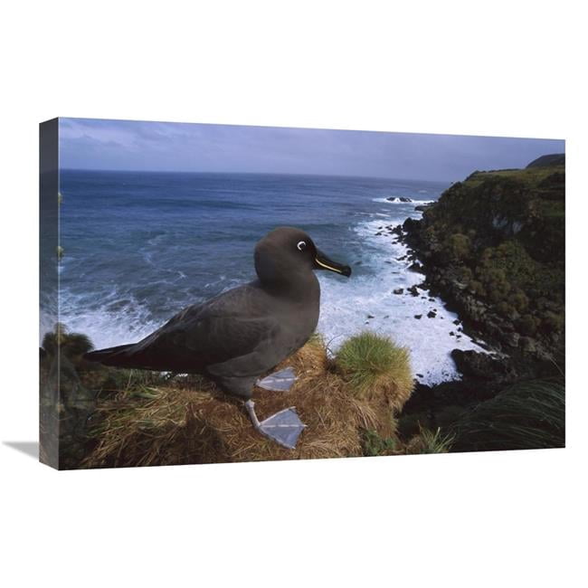 16 x 24 in. Sooty Albatross on Cliff Edge, Gough Island, South Atlantic ...