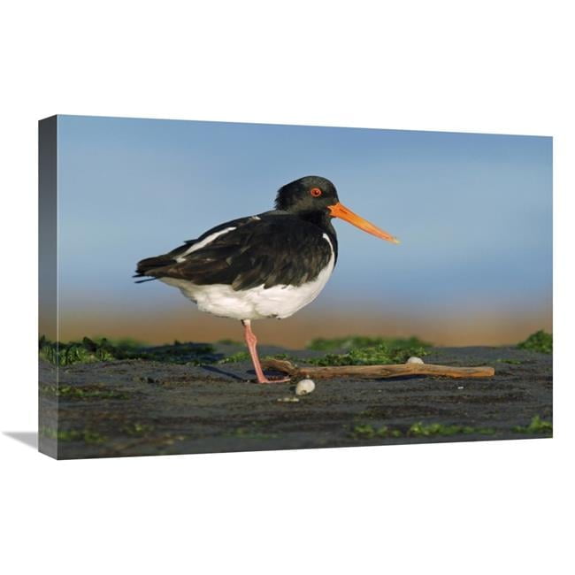 16 x 24 in. South Island Oystercatcher, Christchurch, New Zealand Art ...