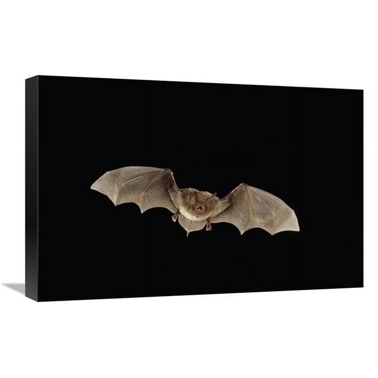 16 x 24 in. Southeastern Myotis Bat Flying at Night, Big Thicket ...