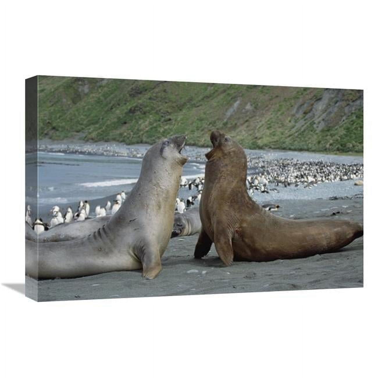 16 x 24 in. Southern Elephant Seal Bulls Fighting, Macquarie Island Art ...