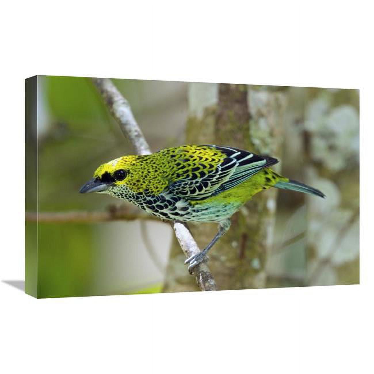 16 x 24 in. Speckled Tanager, Costa Rica Art Print - Steve Gettle ...