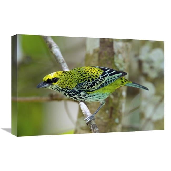 16 x 24 in. Speckled Tanager, Costa Rica Art Print - Steve Gettle ...