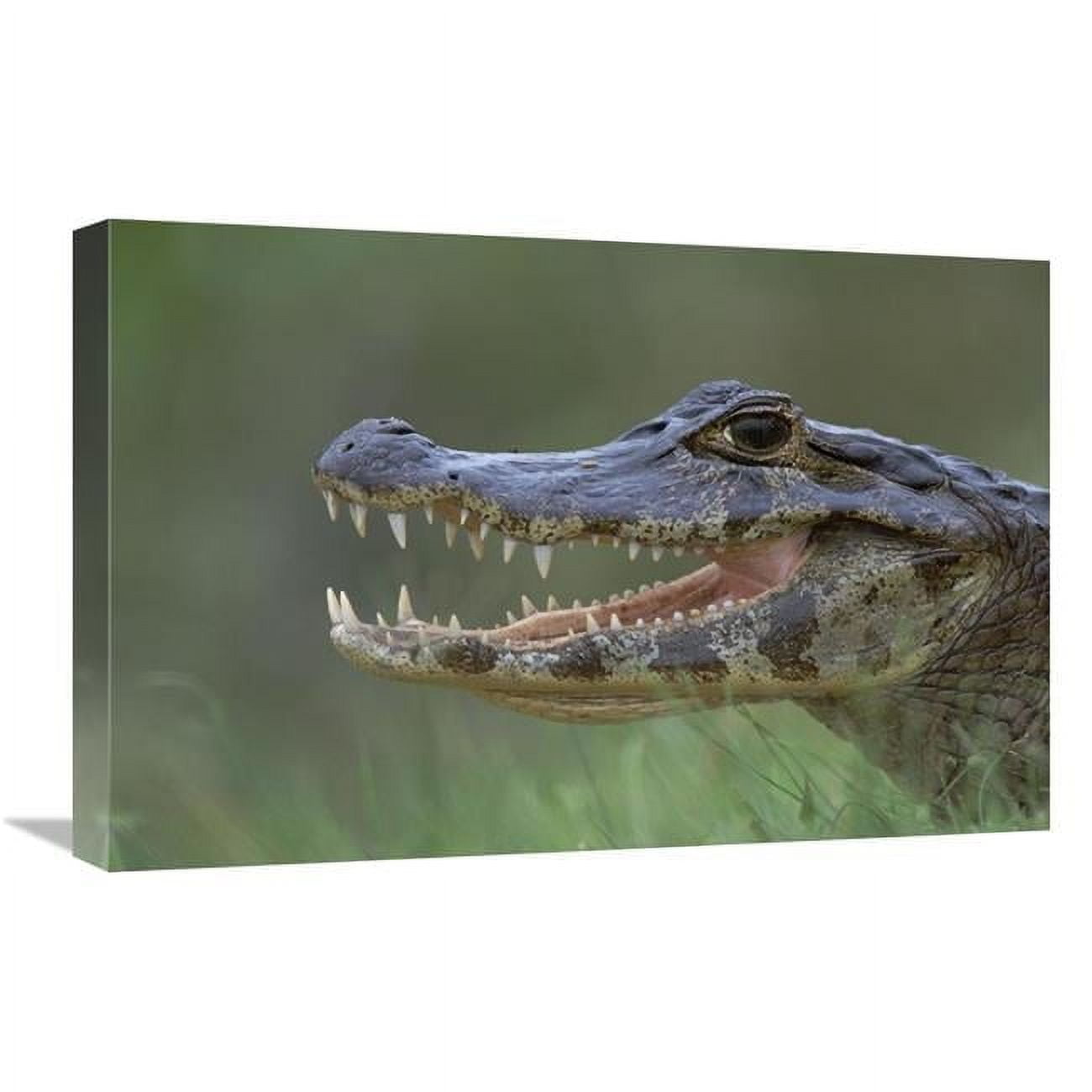 16 x 24 in. Spectacled Caiman Mouth Agape, Pantanal, Brazil Art Print ...