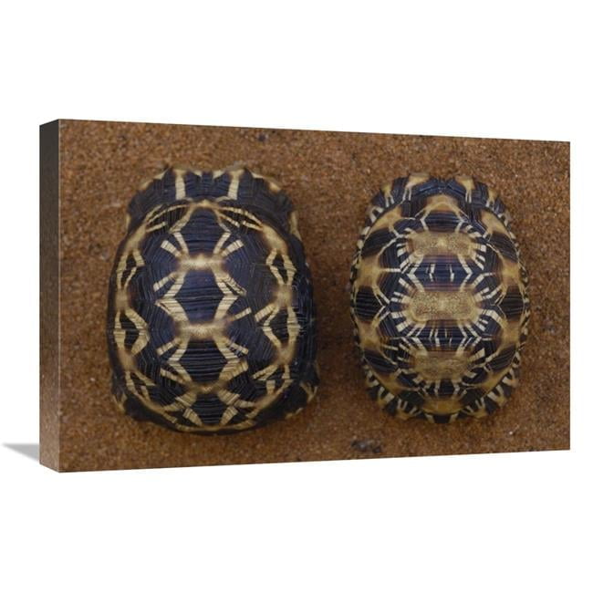 16 x 24 in. Spider Tortoise Left & Radiated Tortoise Right, Madagascar ...