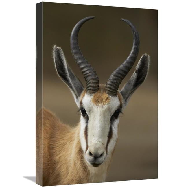 16 x 24 in. Springbok Portrait, Native to Africa Art Print - San Diego ...