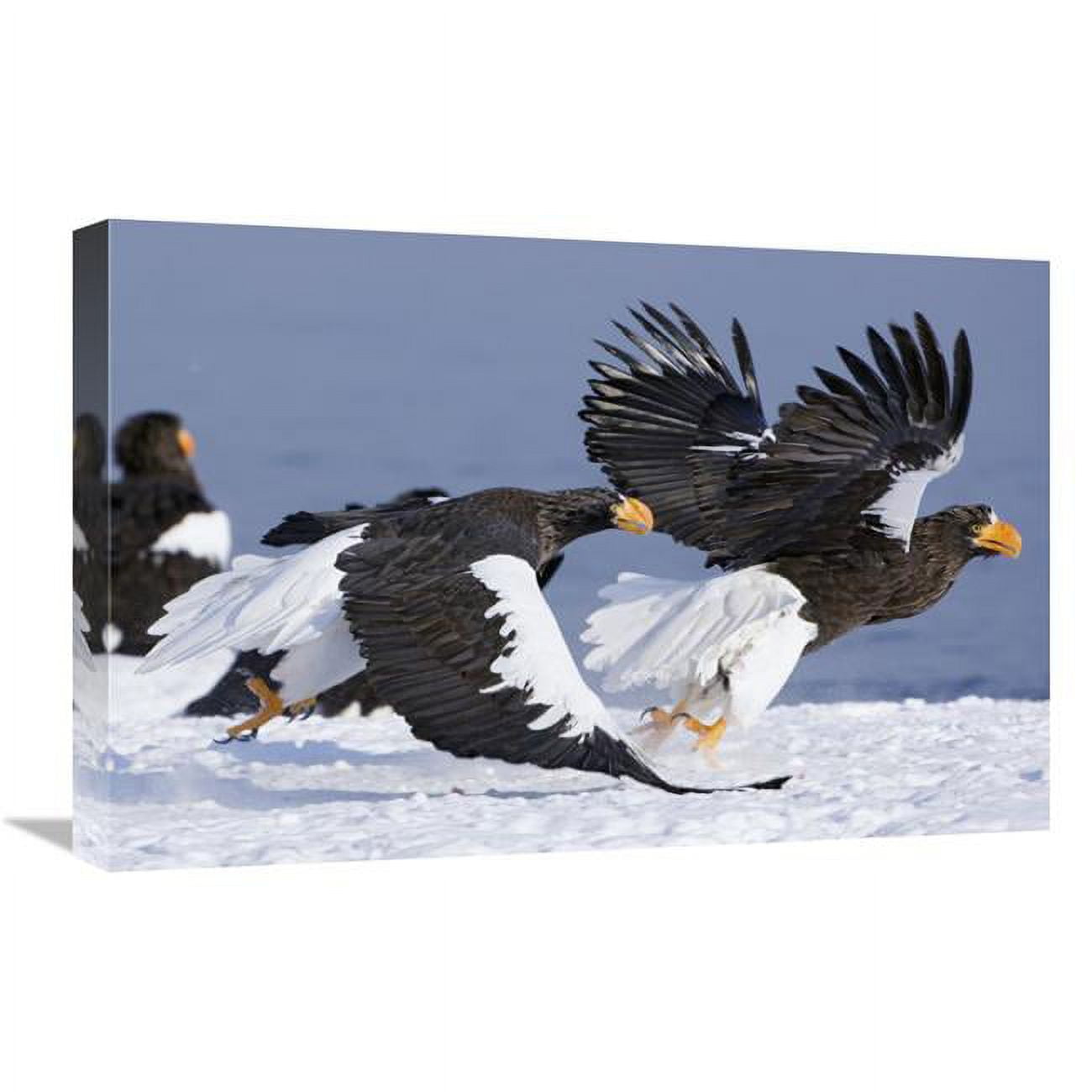 16 x 24 in. Stellers Sea Eagle Chasing Away Another Adult, Kamchatka ...