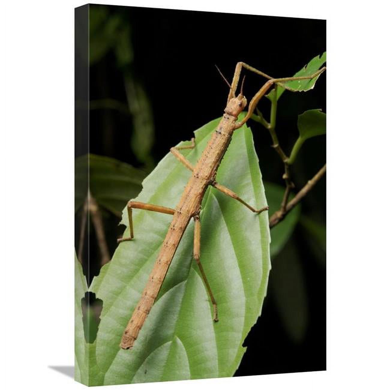 16 x 24 in. Stick Insect, North Maluku, Indonesia Art Print - Chien Lee ...
