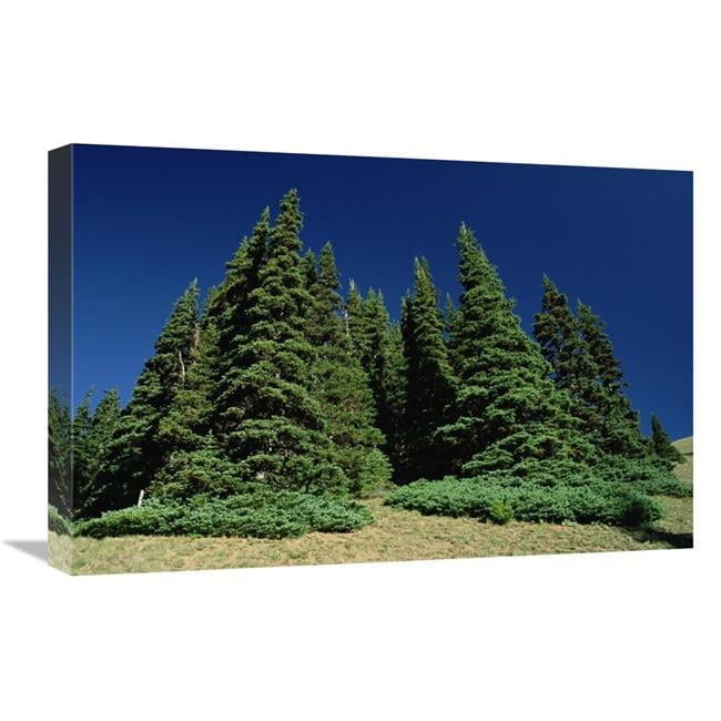 16 x 24 in. Subalpine Fir Trees on Hurricane Ridge, Olympic Peninsula ...