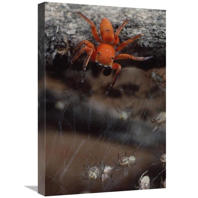 16 x 24 in. Subterranean Jumping Spider Hunting Baby Spiders, Kenya Art ...