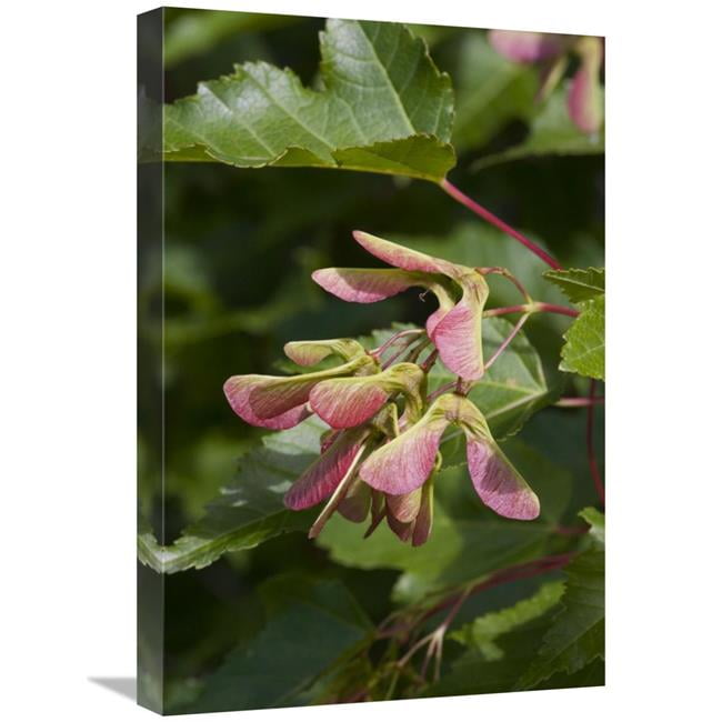 16 x 24 in. Sugar Maple Seed Pods, Spruce Woods Provincial Park ...