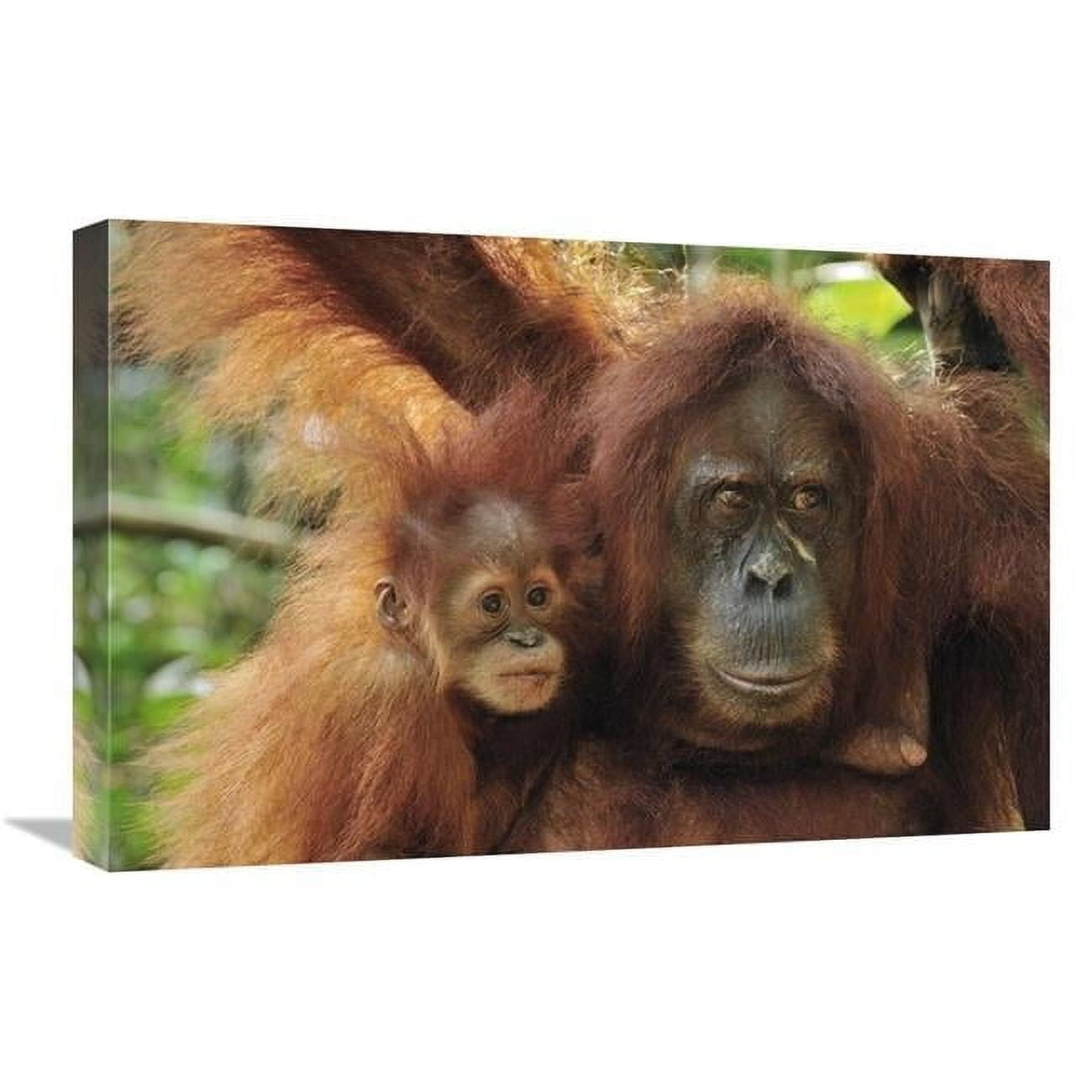 16 x 24 in. Sumatran Orangutan Mother with Young, Gunung Leuser ...