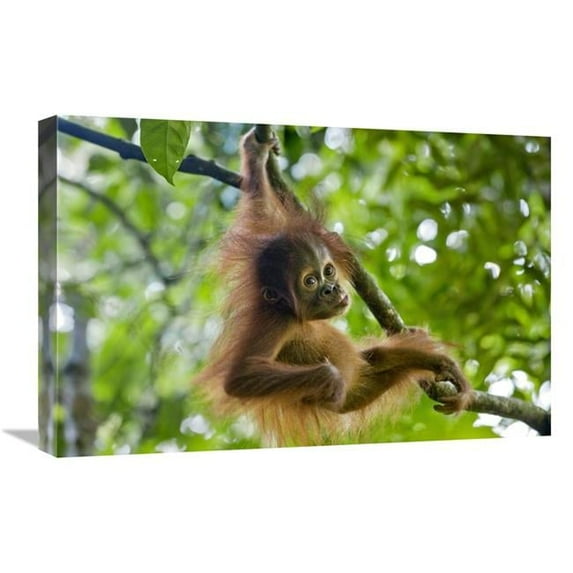 16 x 24 in. Sumatran Orangutan Nine Month Old Baby Playing in Tree, North Sumatra, Indonesia Art ...
