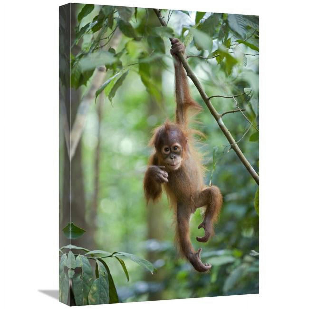 16 x 24 in. Sumatran Orangutan One & A Half Year Old Baby Dangling From ...