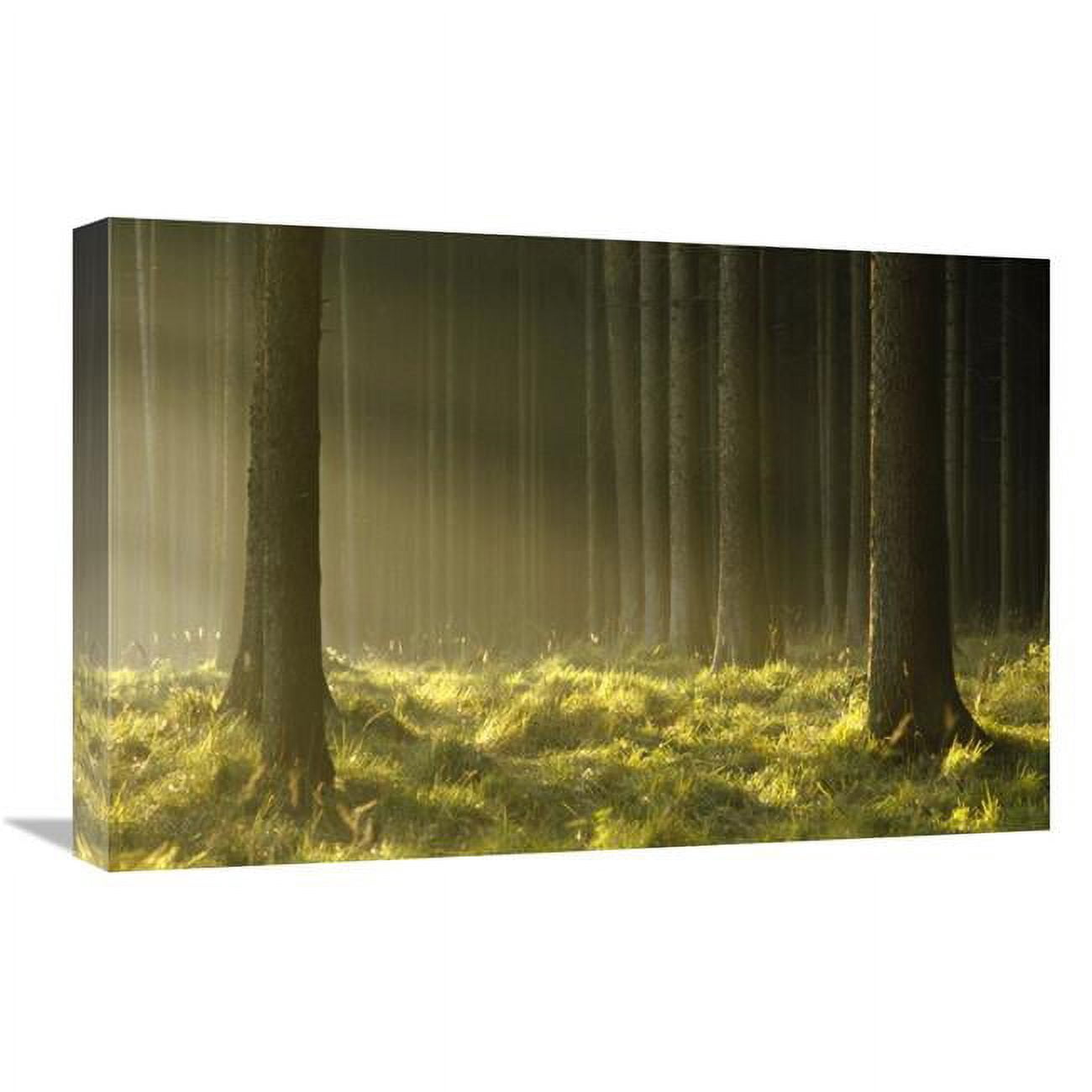 16 x 24 in. Sunlight Filtering Through Spruce Forest, Bavaria, Germany ...