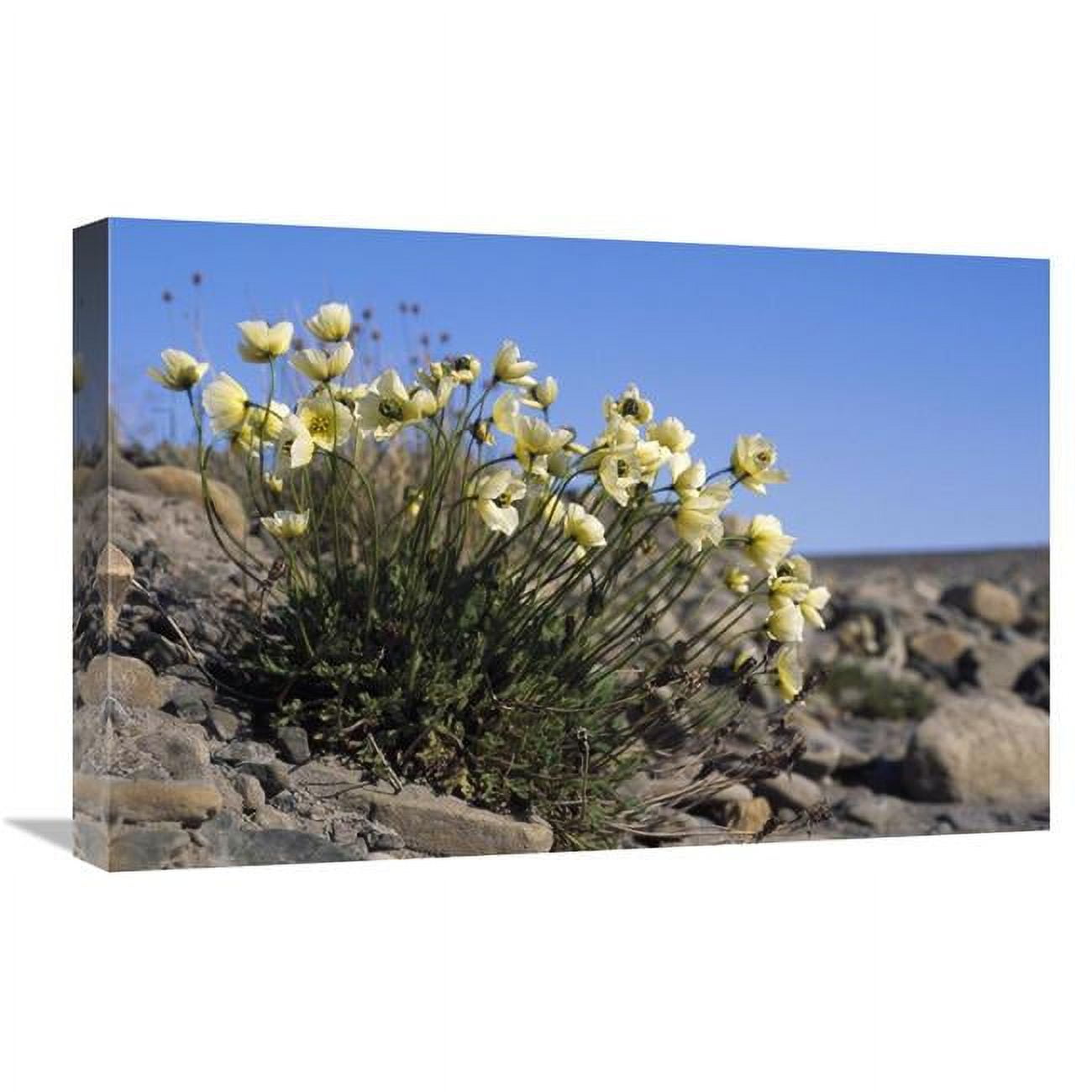 16 x 24 in. Svalbard Poppy, Spitsbergen, Svalbard, Norwegian Arctic Art ...