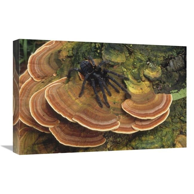 16 x 24 in. Tarantula Large Female Wandering Over Bracket Fungus, North ...