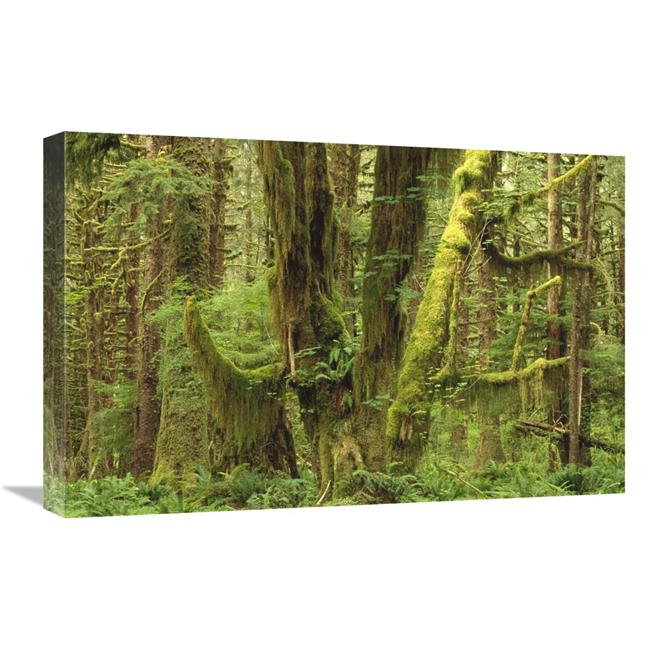 16 x 24 in. Temperate Rainforest, Queets River Valley, Olympic NP ...