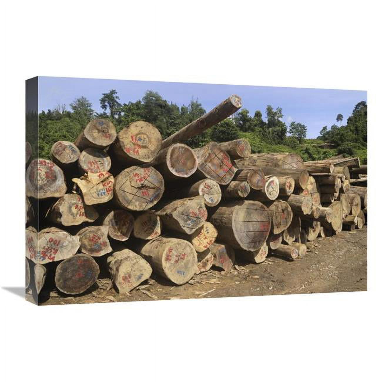 16 x 24 in. Timber At A Logging Area, Danum Valley Conservation Area ...