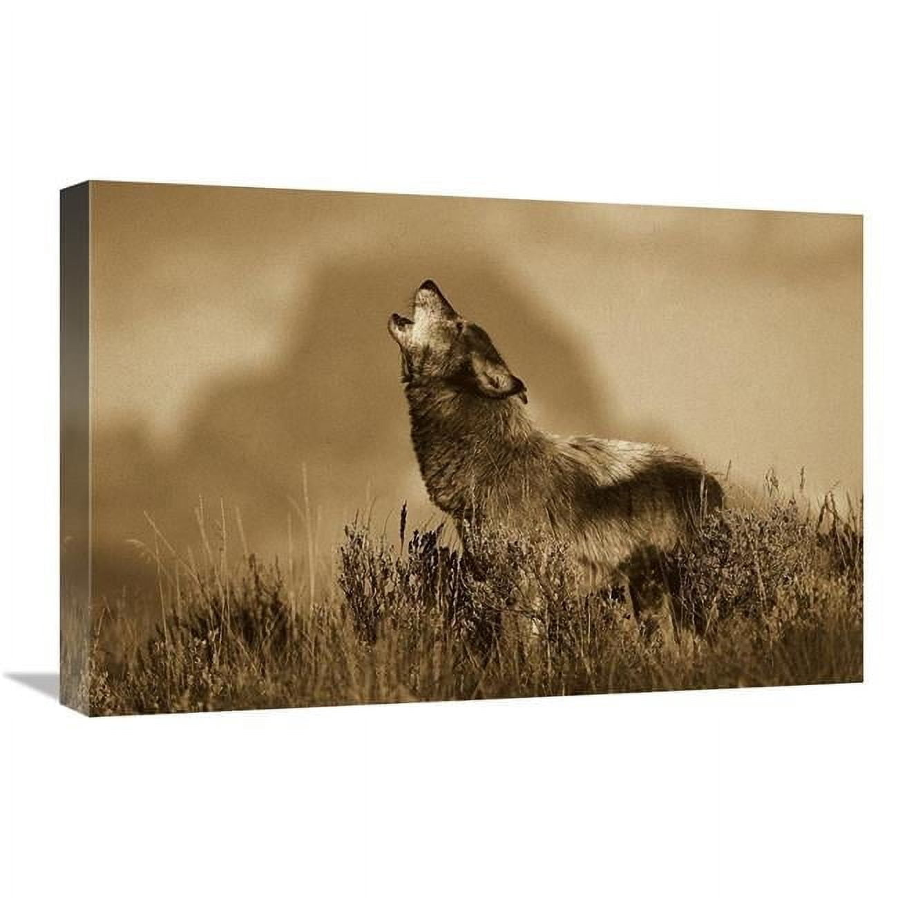 16 x 24 in. Timber Wolf Adult Howling, Teton Valley, Idaho - Sepia Art ...