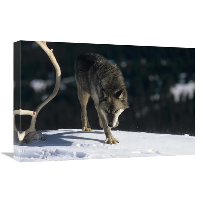 16 x 24 in. Timber Wolf Approaching, North America Art Print - Konrad ...