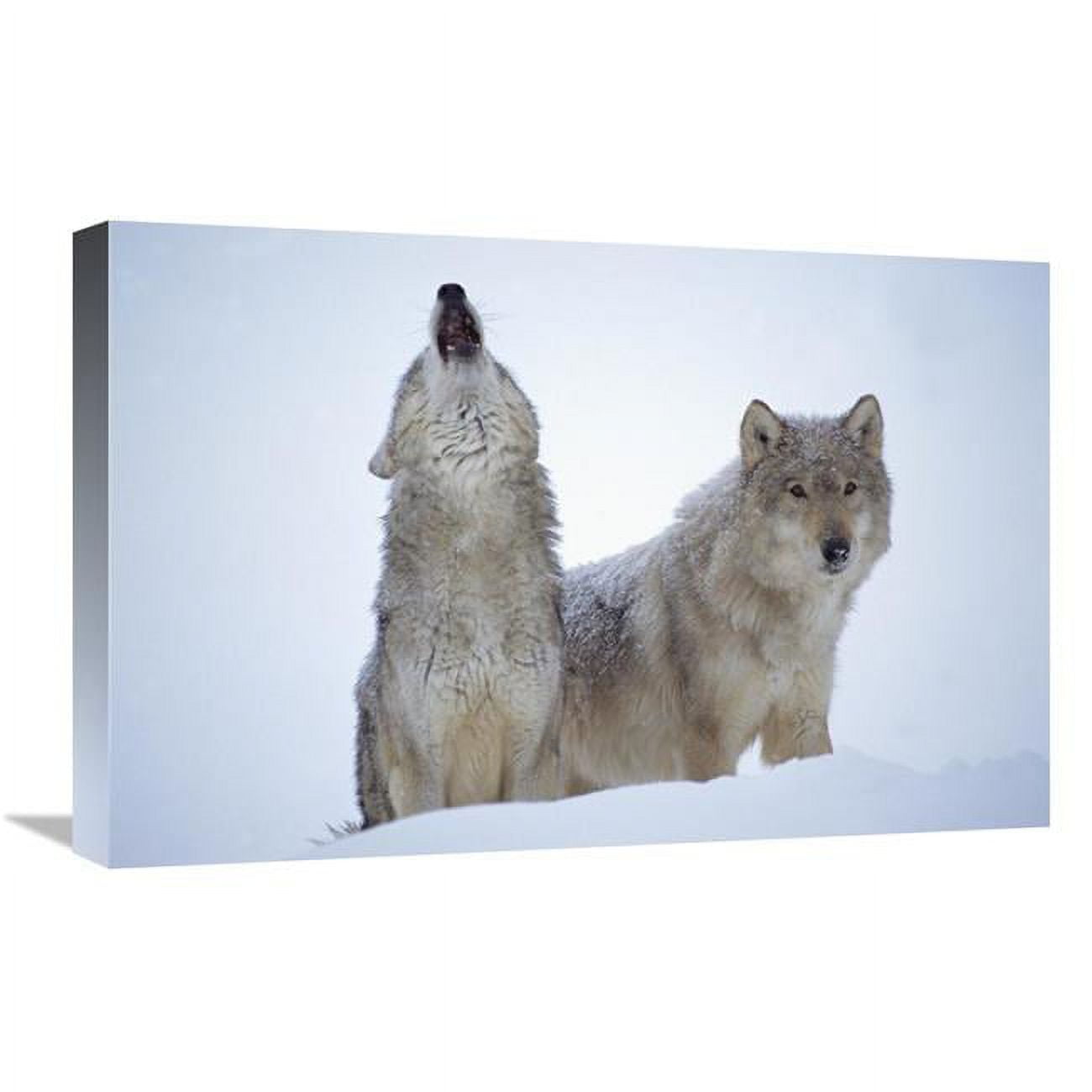 16 x 24 in. Timber Wolves Close-Up Portrait of Pair Howling in Snow ...