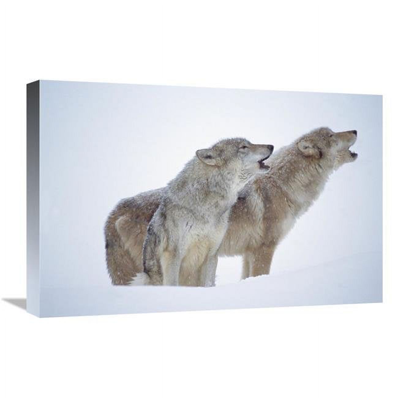 16 x 24 in. Timber Wolves Close-Up Portrait of Pair Howling in Snow ...