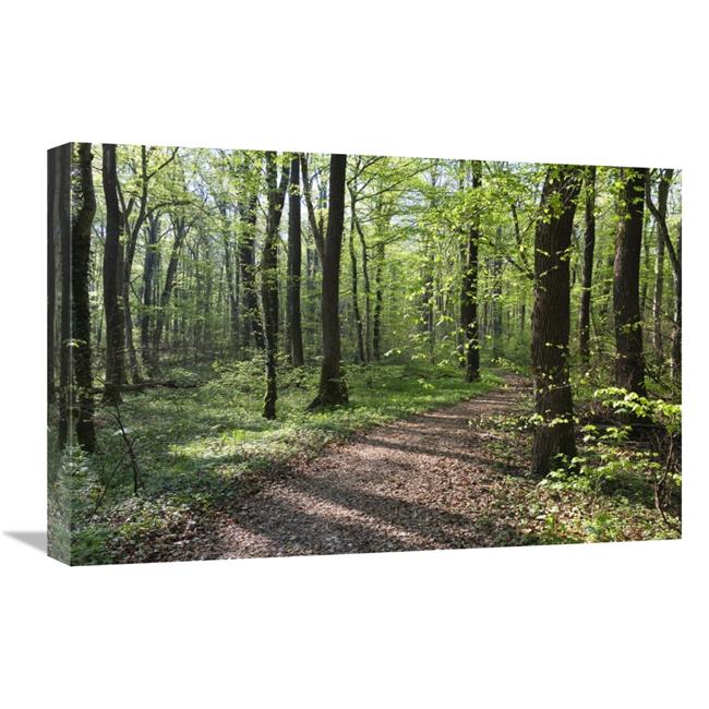 16 x 24 in. Trail Through Deciduous Forest in Spring, Upper Bavaria ...