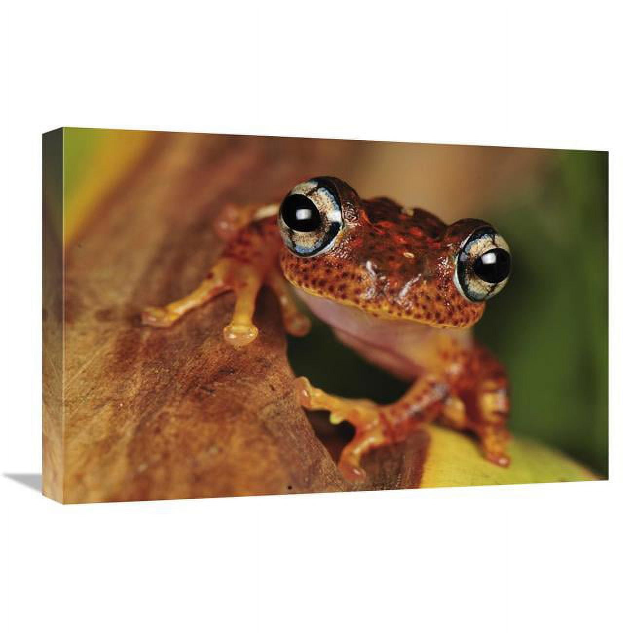 16 x 24 in. Tree Frog Portrait, Andasibe-Mantadia National Park ...