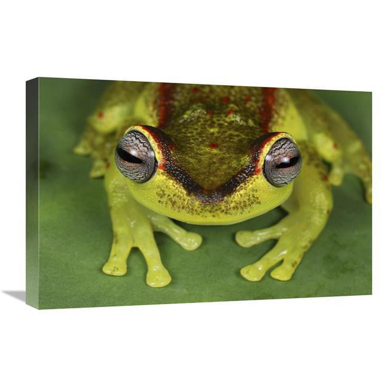 16 x 24 in. Treefrog At Night, Colombia Art Print - Thomas Marent - Walmart.com