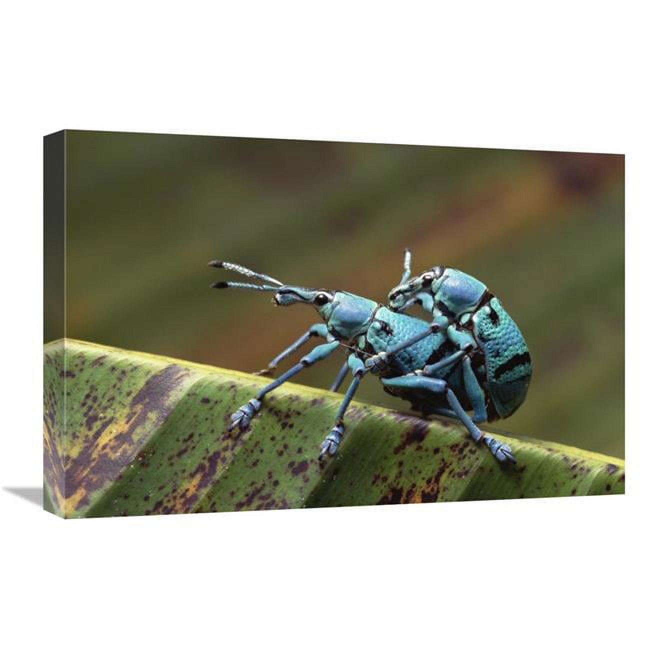 16 x 24 in. True Weevil Pair Mating, Kikori Delta, Papua New Guinea Art ...