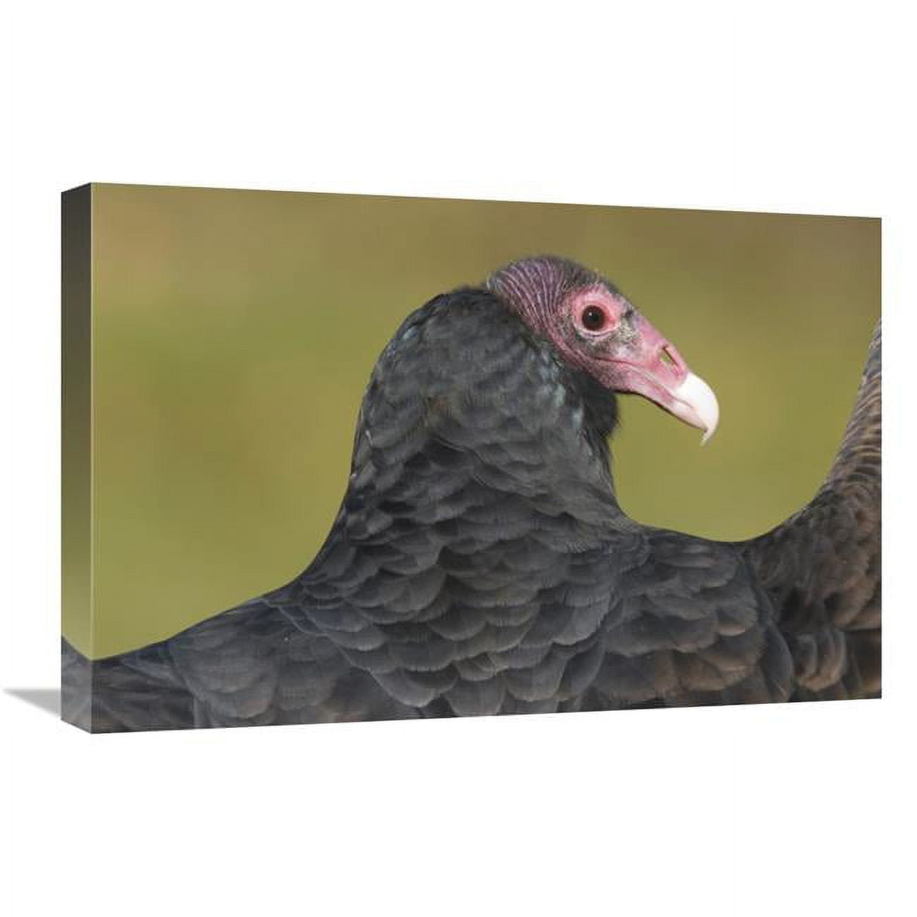 16 x 24 in. Turkey Vulture, Howell Nature Center, Michigan Art Print ...