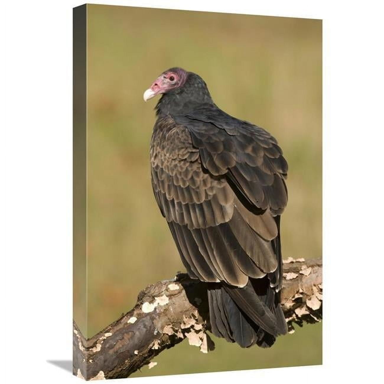 16 x 24 in. Turkey Vulture, Howell Nature Center, Michigan Art Print ...