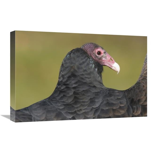16 x 24 in. Turkey Vulture, Howell Nature Center, Michigan Art Print ...