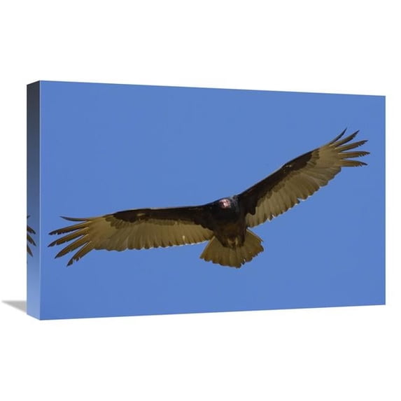 16 x 24 in. Turkey Vulture Soaring Overhead, Native to North America ...